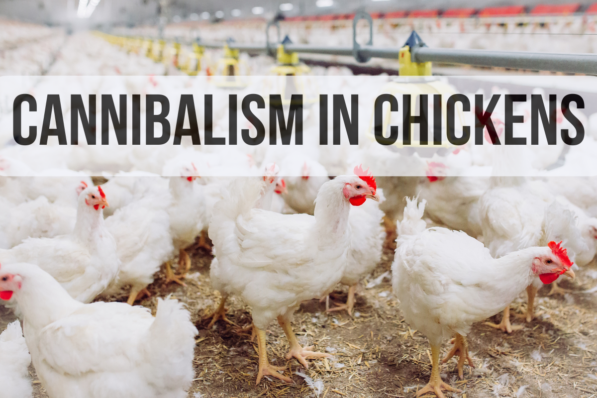 Cannibalism in Backyard Flocks – EggCartons.Com