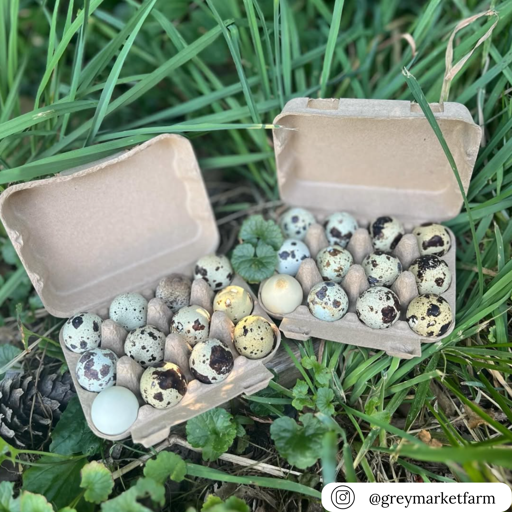 Quail Egg Cartons and Trays: Pulp & Plastic